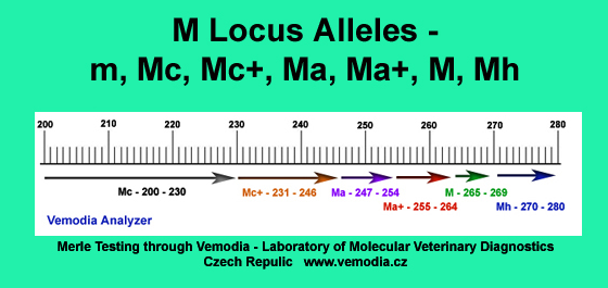Aussiedoodle - Merlefarben
