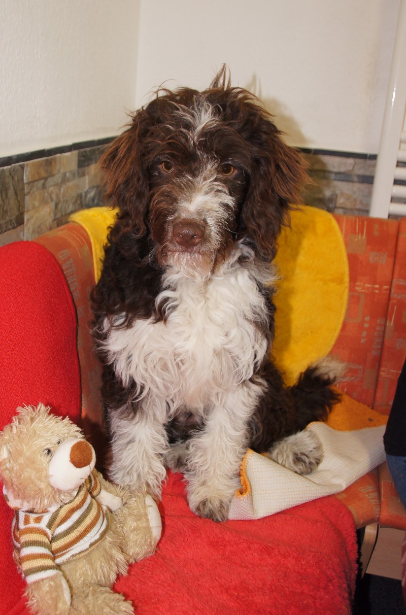 Aussiedoodle - Doodlebilder